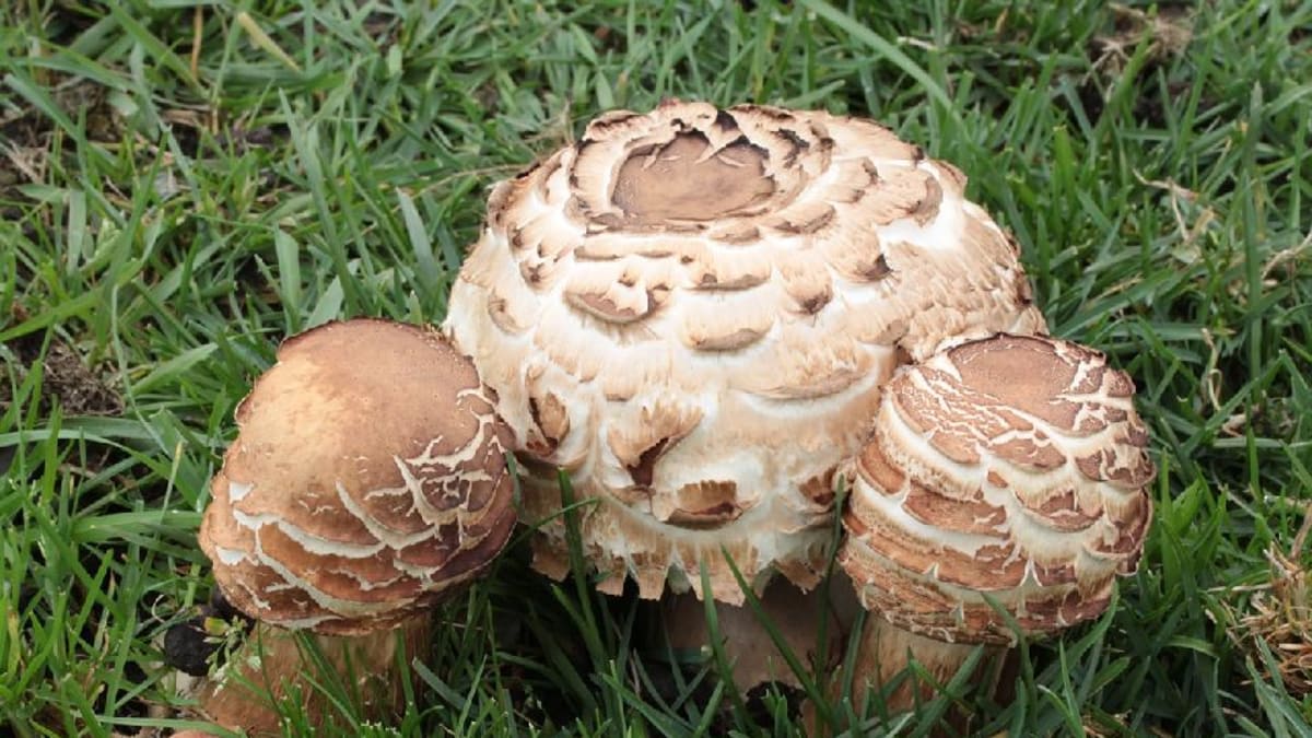 Jak pěstovat bedlu vysokou na zahrádce | Články | Domácí potřeby ...