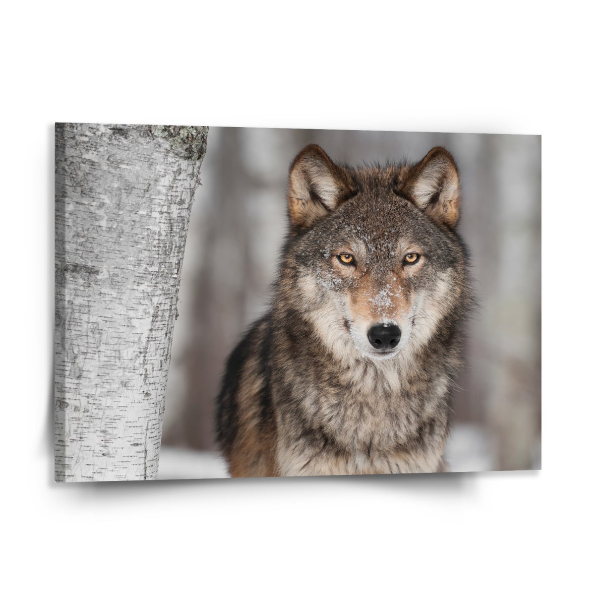Obraz Vlk 2 | Dekorace, fotodárky a dárky