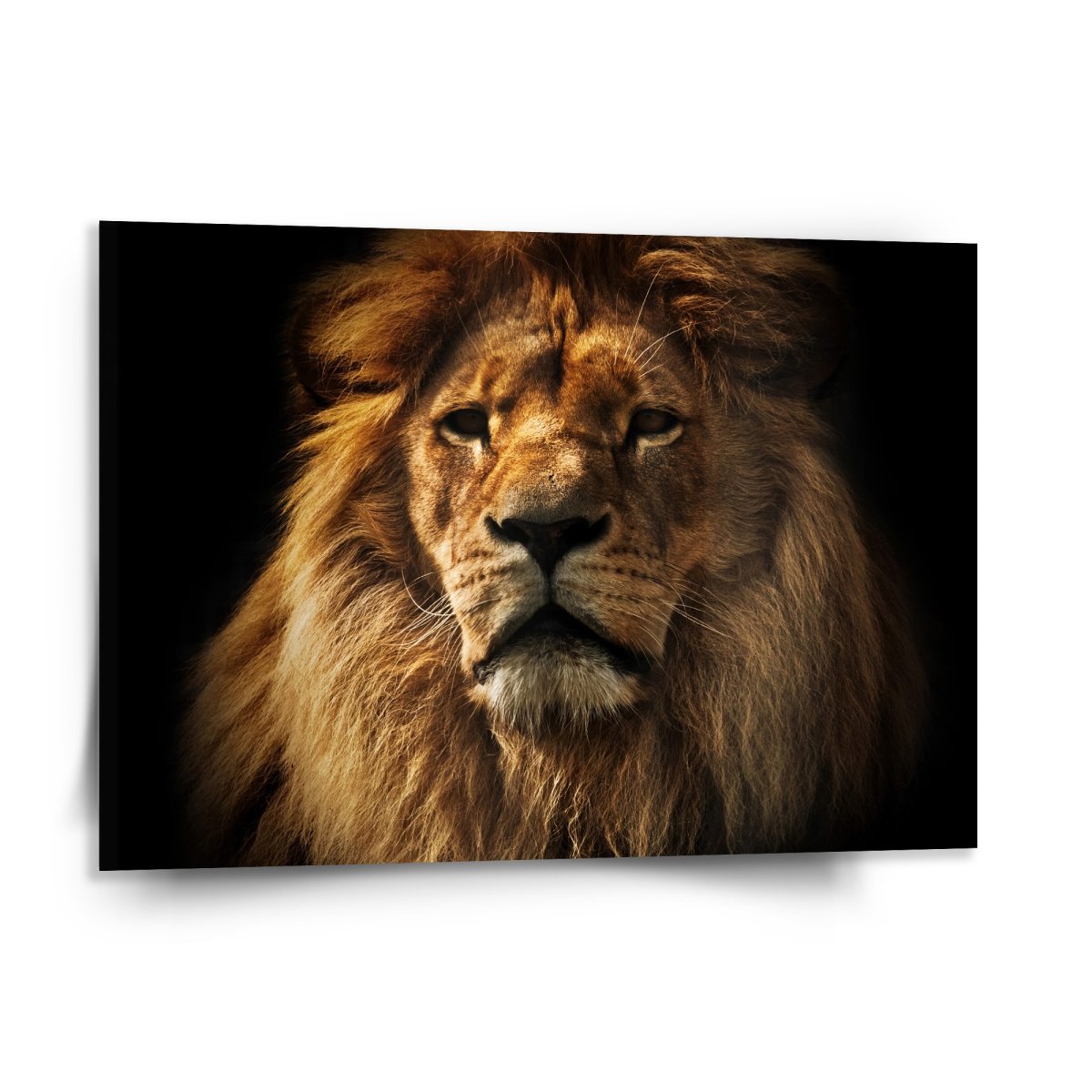 Obraz Lev | Dekorace, fotodárky a dárky