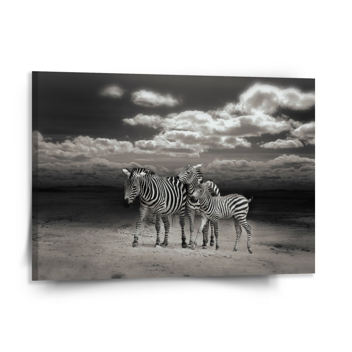 Obraz Zebry | Dekorace, fotodárky a dárky
